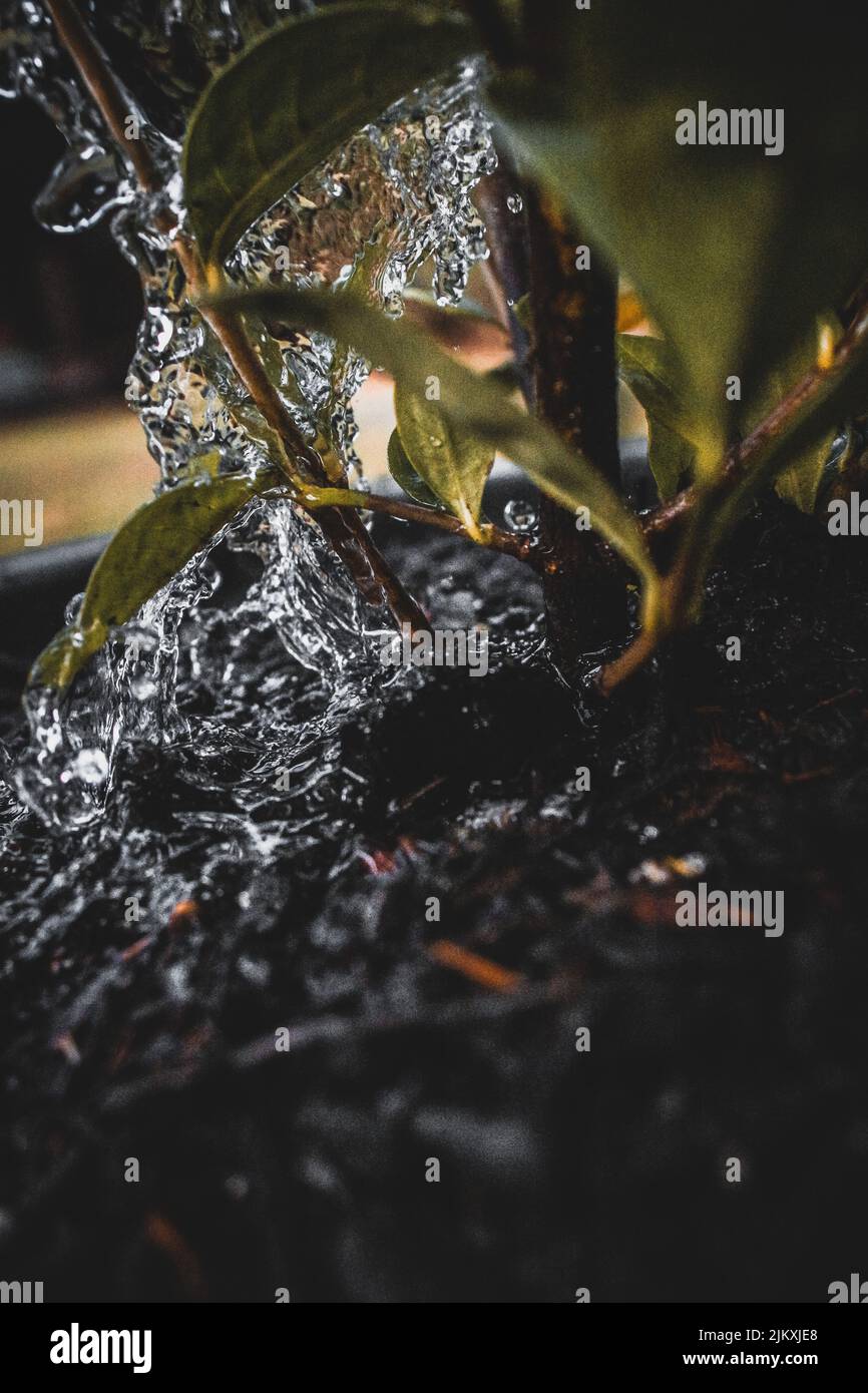 a vertical shot of water drops in flower pot Stock Photo - Alamy