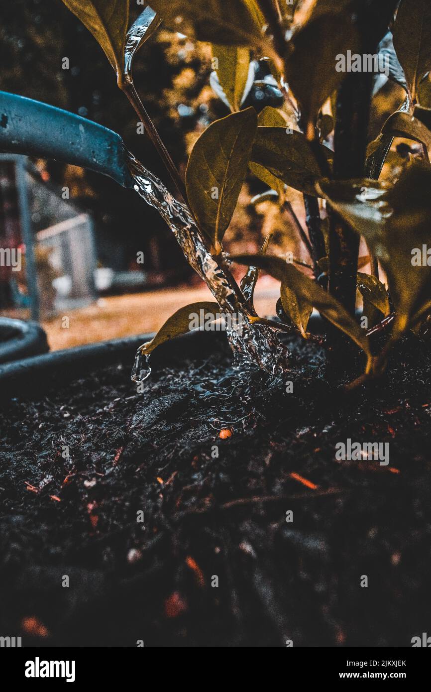 a vertical shot of water drops in flower pot Stock Photo - Alamy