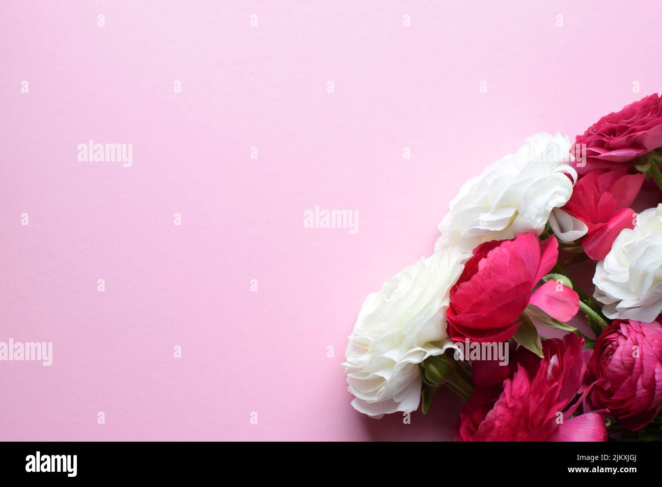 Beautiful bouquet of ranunculus flowers in bright pink and white on a ...