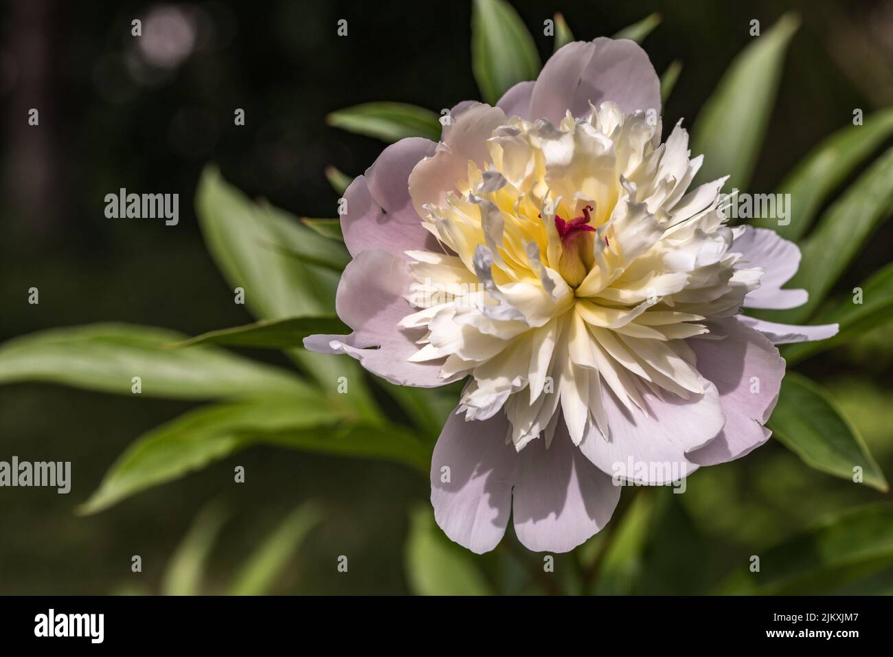 Pivoine hi-res stock photography and images - Alamy