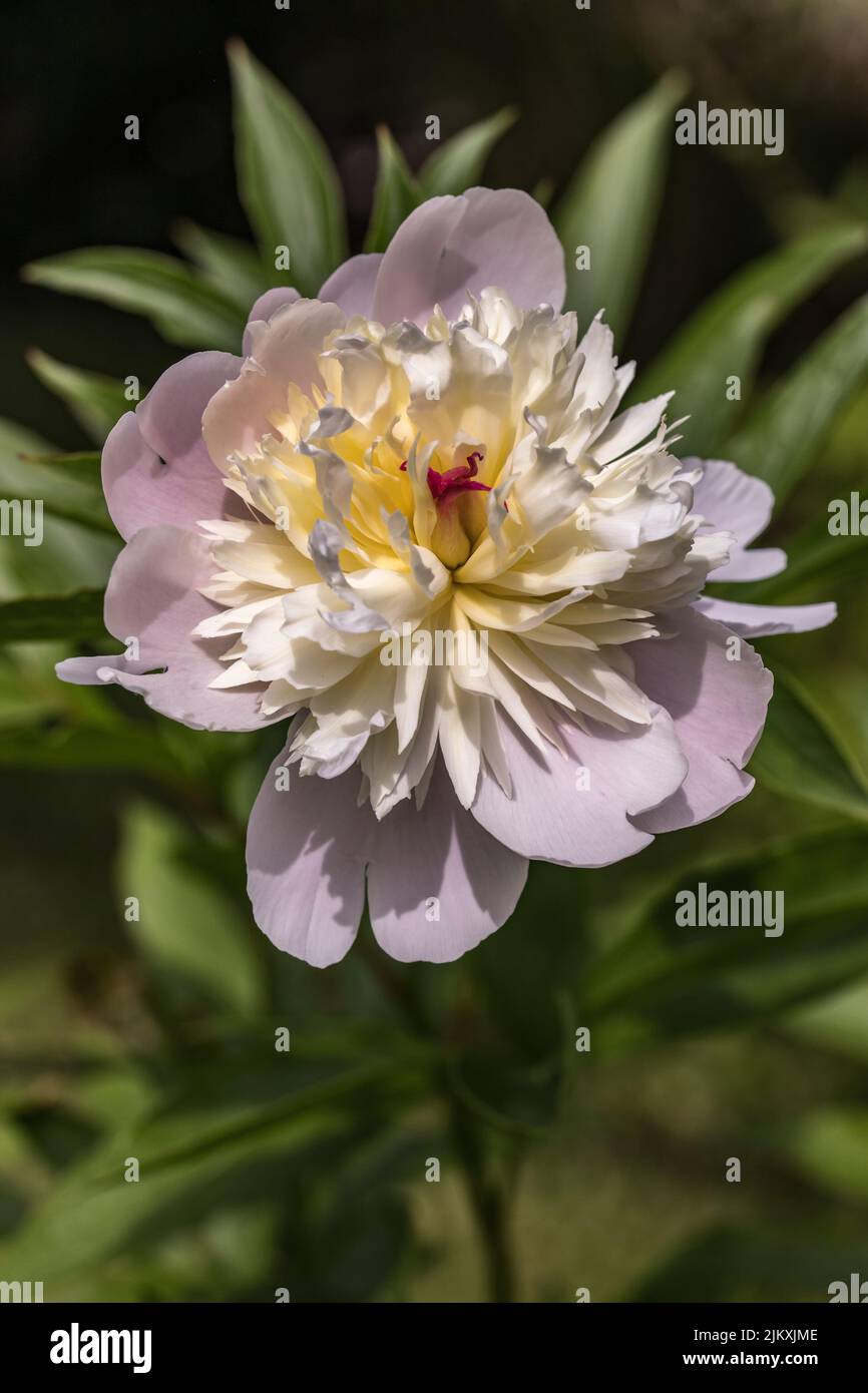 Fleur de pivoine hi-res stock photography and images - Alamy