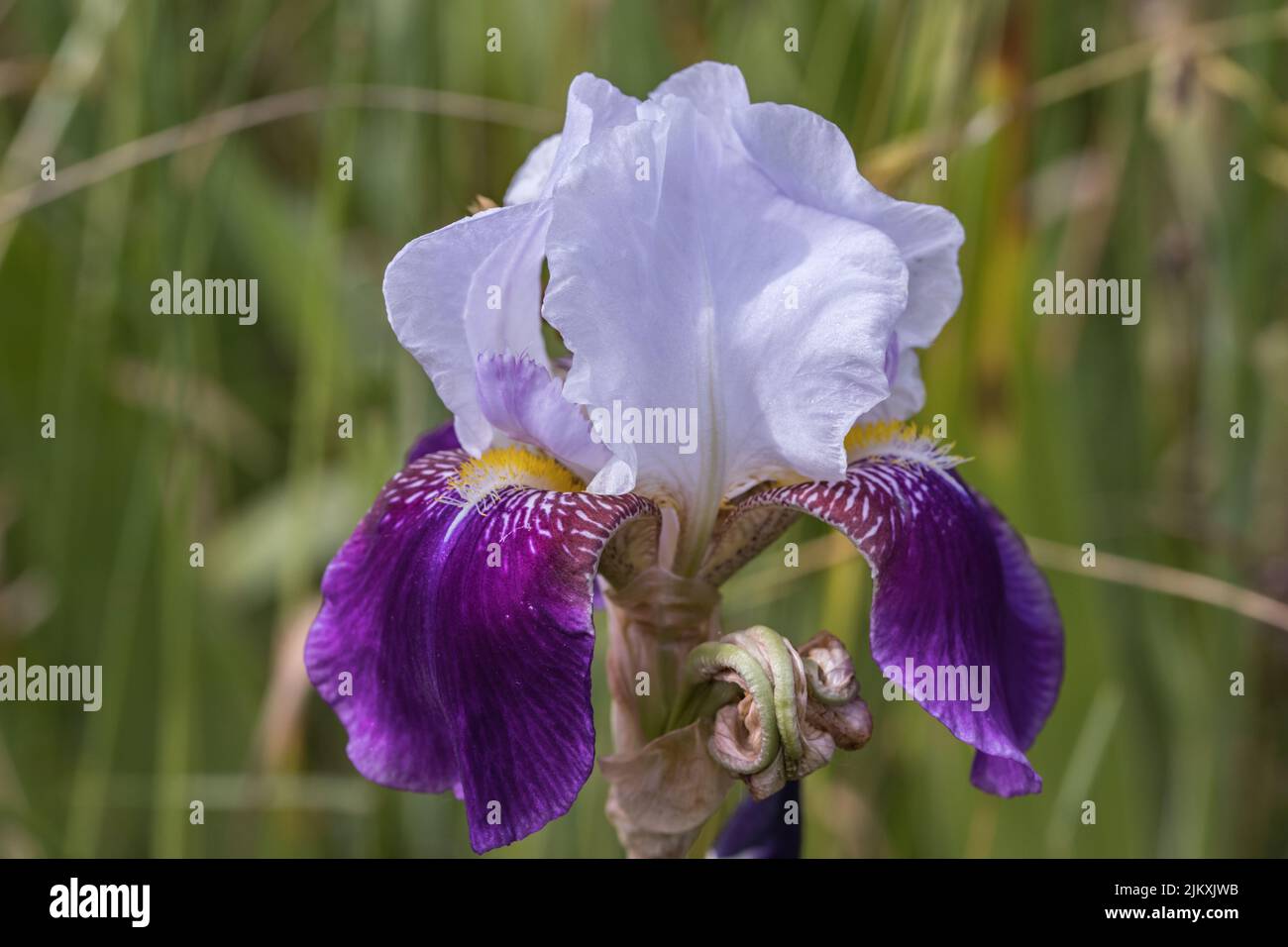 Iris des jardins hi-res stock photography and images - Alamy
