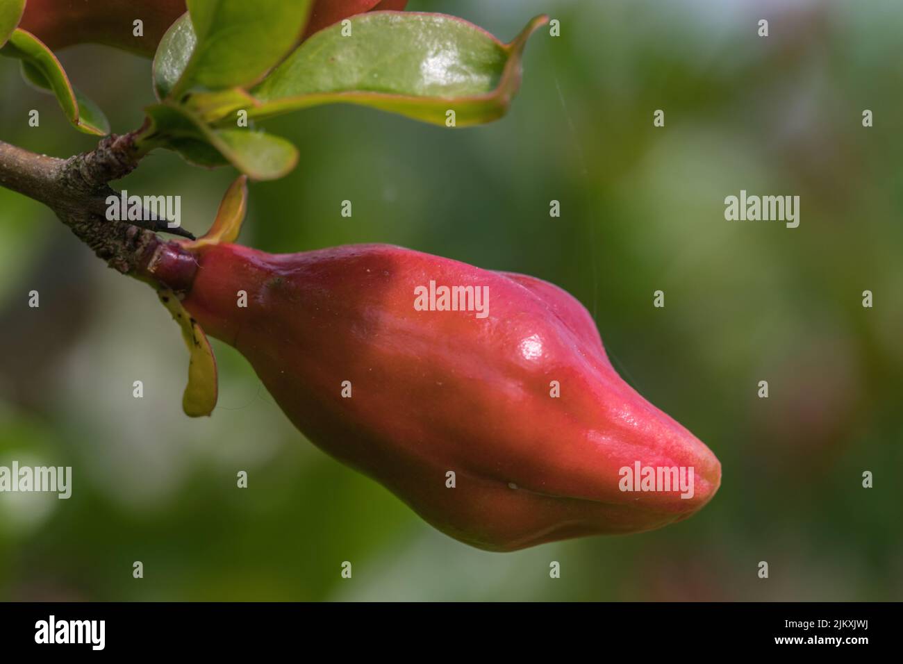 Grenadier a fruits hi-res stock photography and images - Alamy