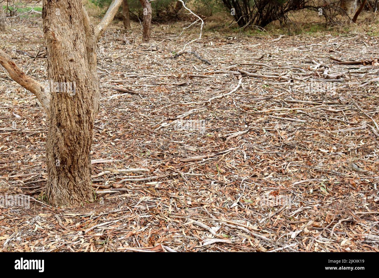 Bushland ecosystem hi-res stock photography and images - Alamy