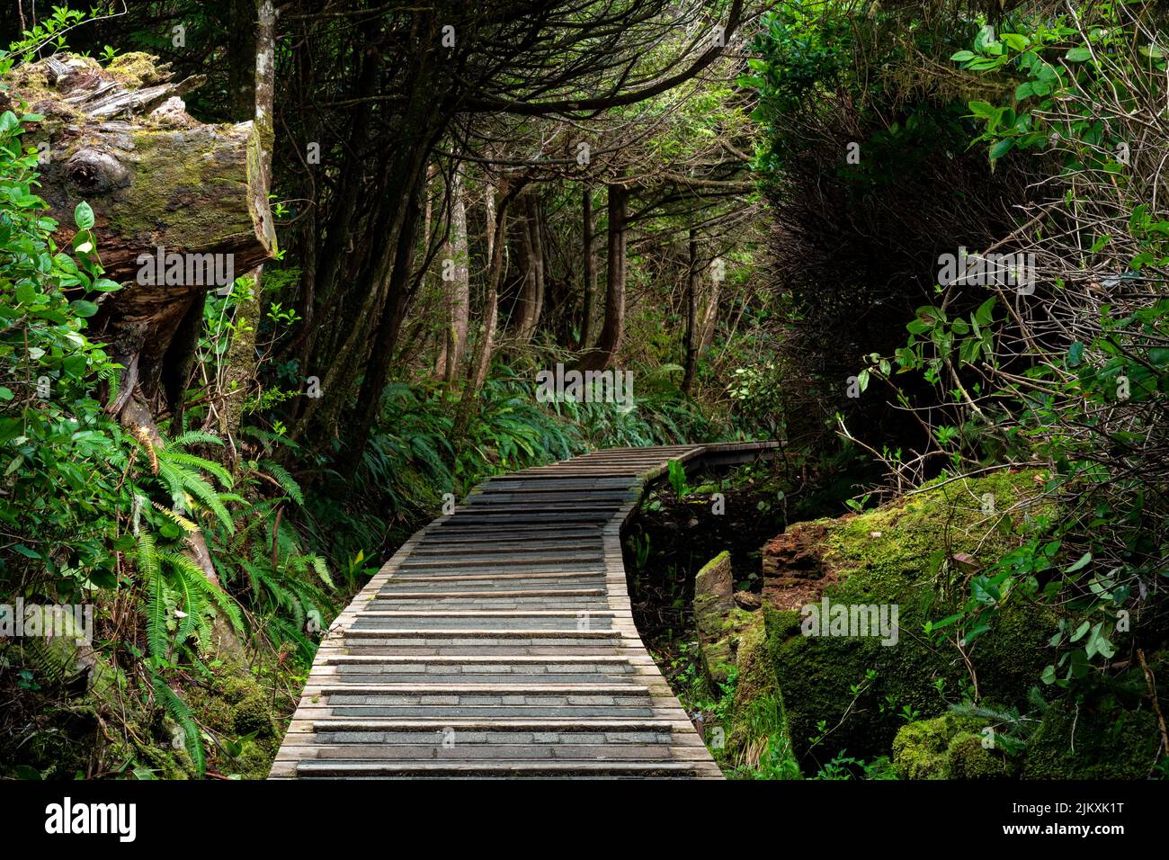 Trail to South Beach, Wickaninnish Beach, Tofino, BC Canada Stock Photo ...