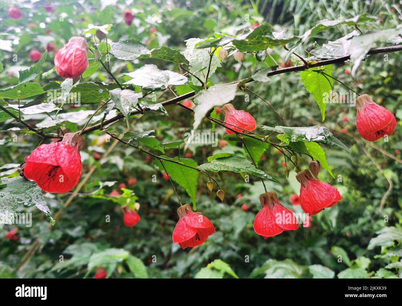 Bell shape flowers hi-res stock photography and images - Alamy
