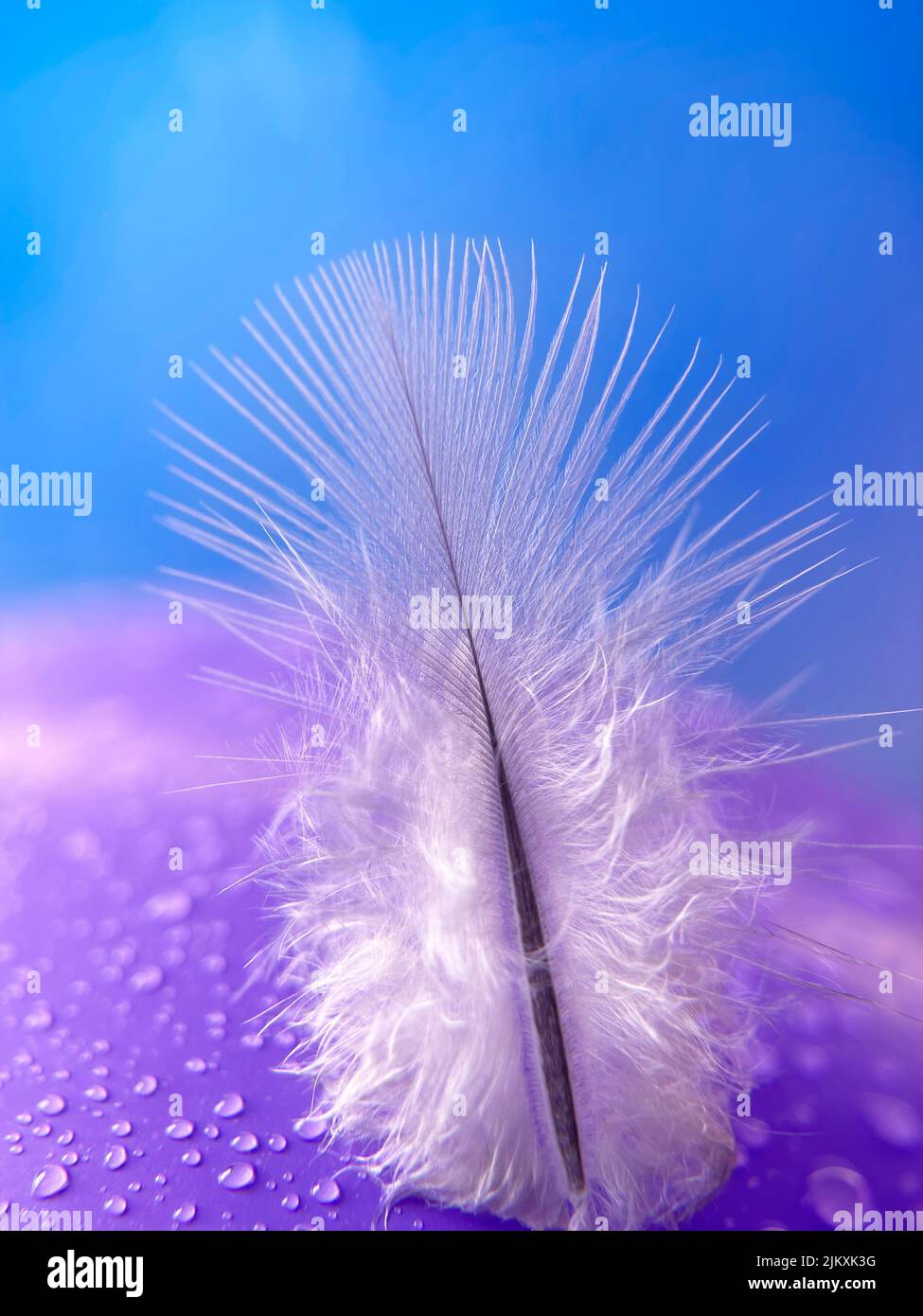 A bird feather on a purple-blue background Stock Photo - Alamy