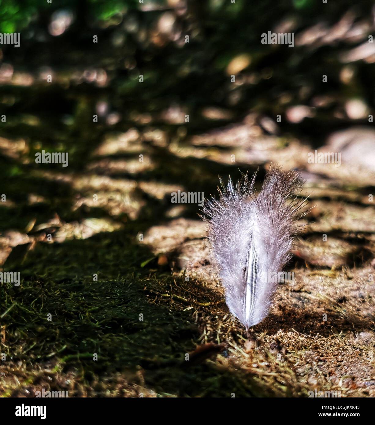 Bird feather flight wing wings nature wildlife hi-res stock photography ...