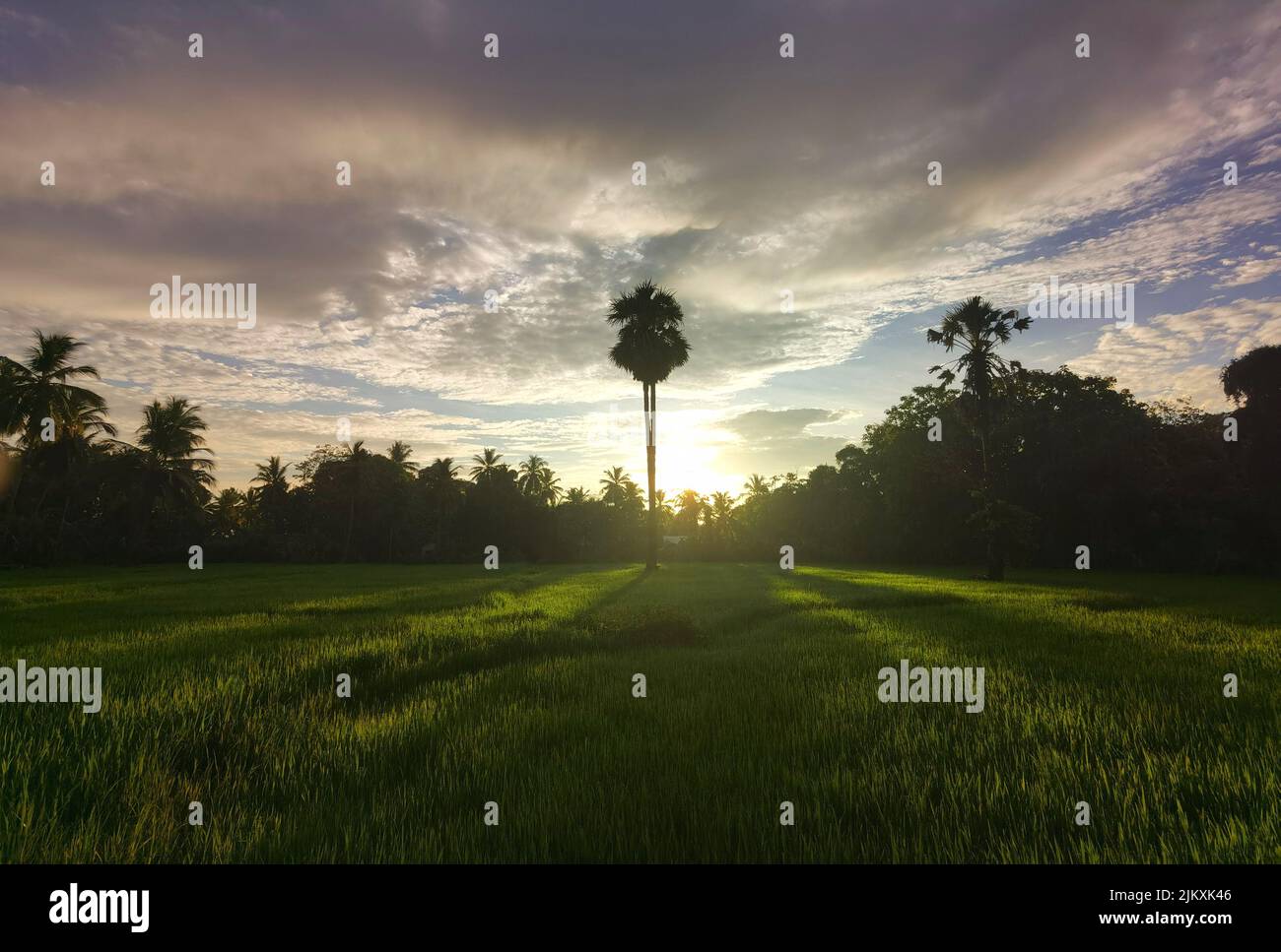 Paddy fields in sri lanka hi-res stock photography and images - Alamy