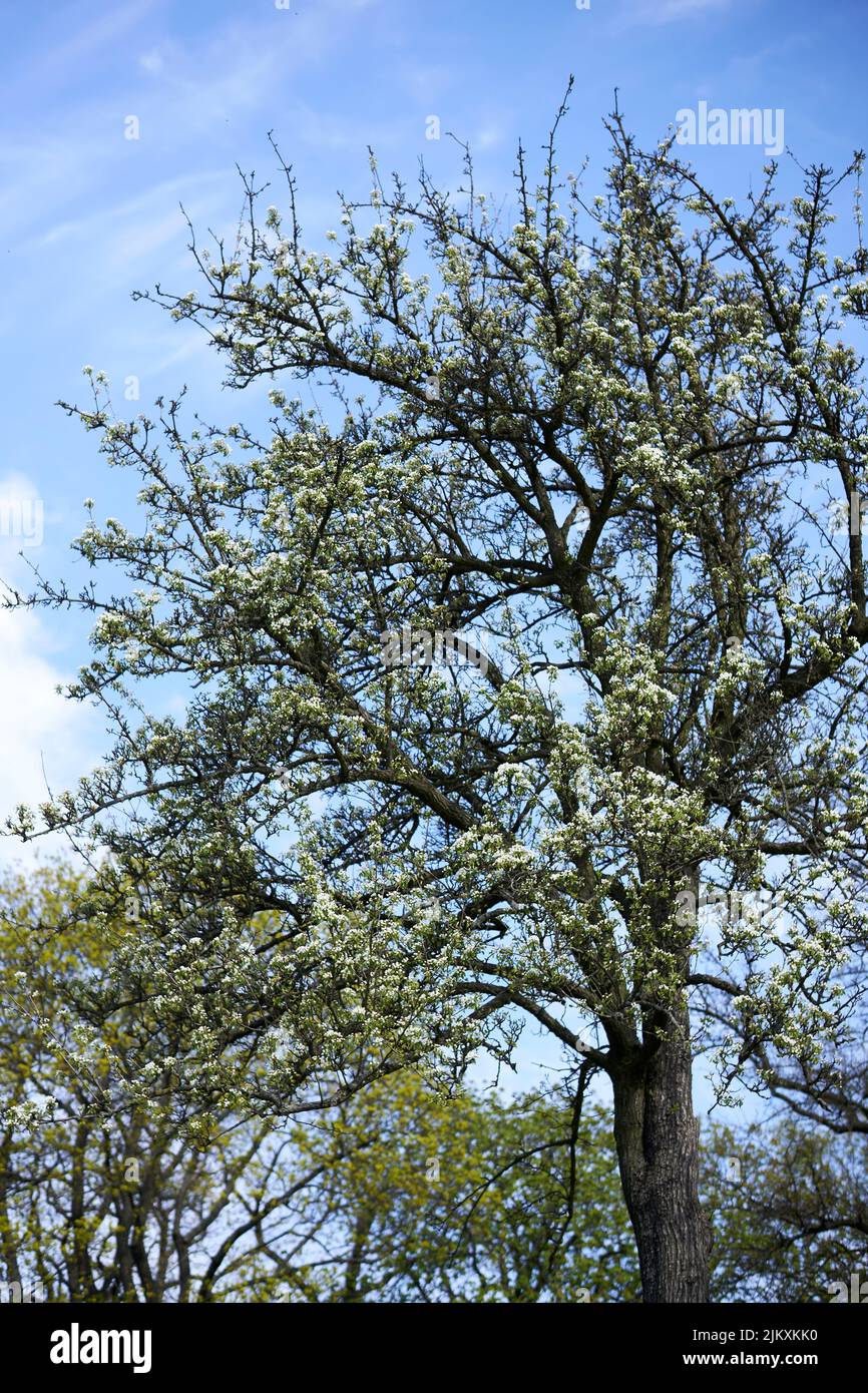 The blooming apple tree in the garden against a cloudy sky Stock Photo ...