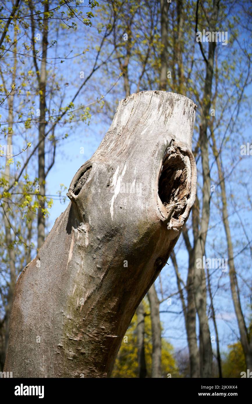 Hollow tree in the woods hi-res stock photography and images - Alamy