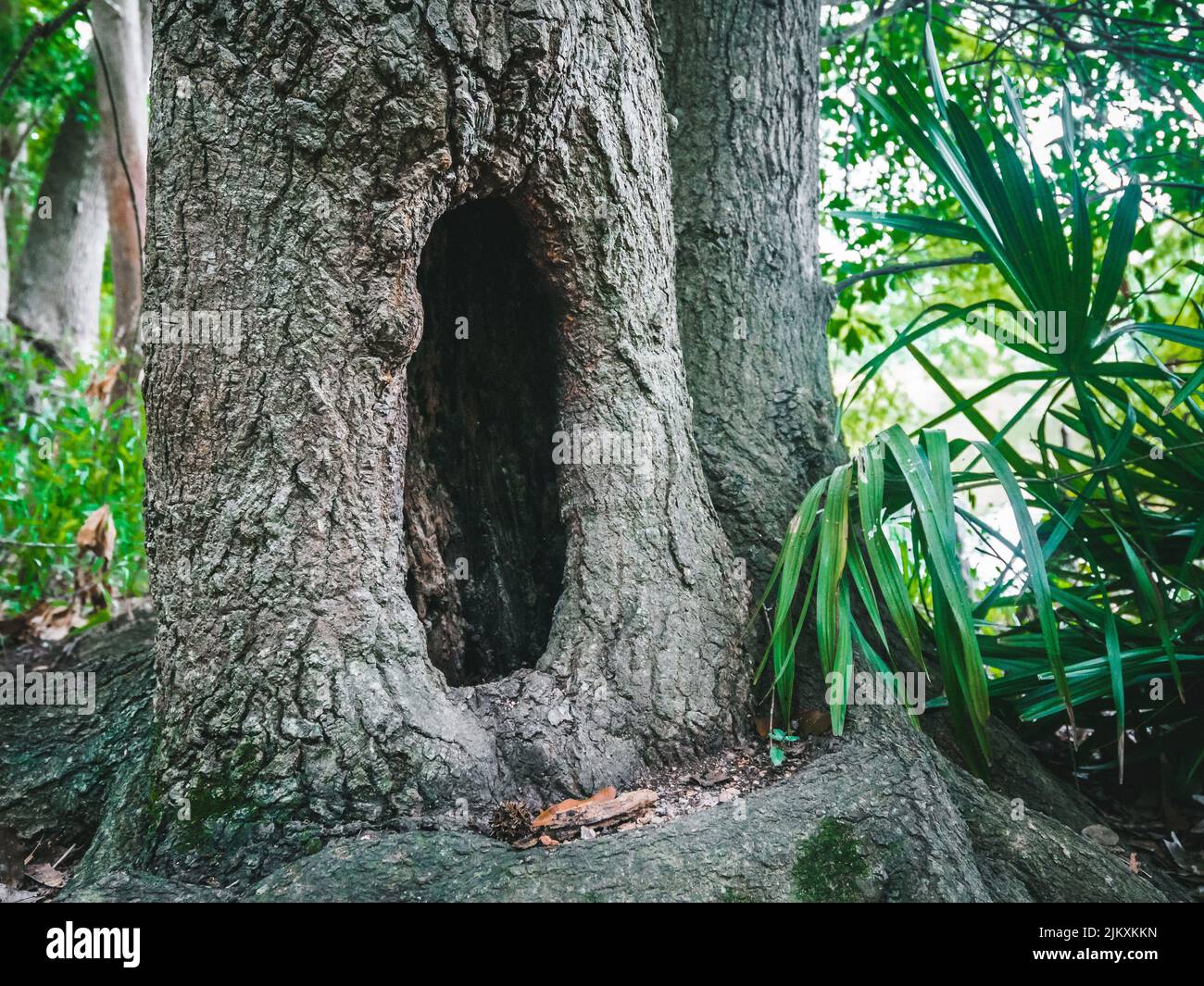 A closeup of an old tree with huge knot in the forest Stock Photo - Alamy