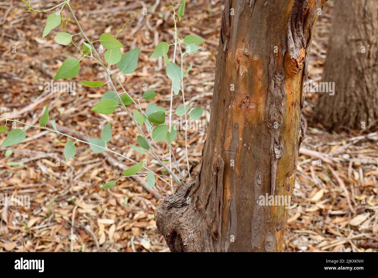 new gum leaves growing on eucalyptus tree in bushland Stock Photo - Alamy