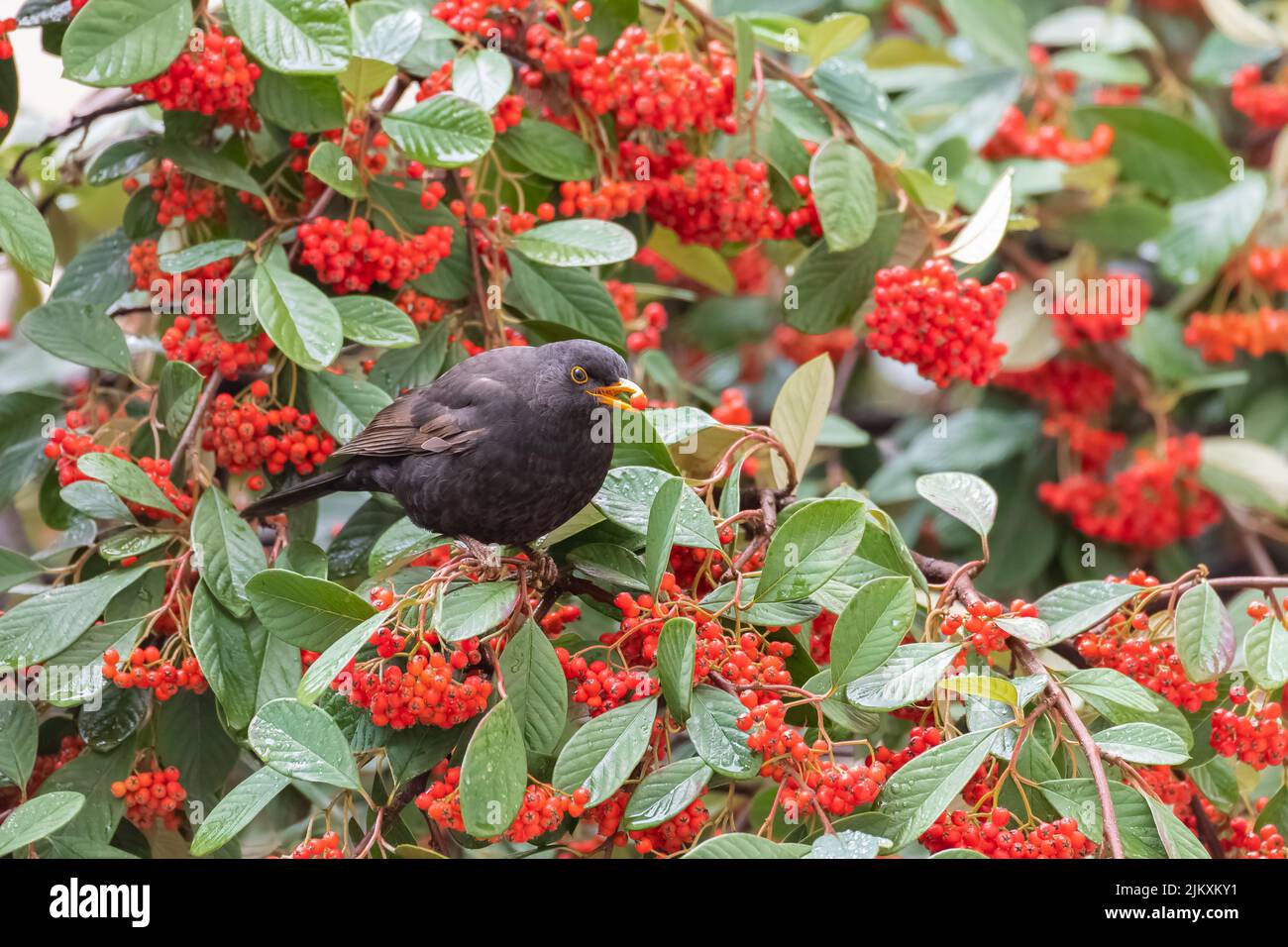 Common blackbird, Turdus merula, eating red seeds in a tree Stock Photo ...