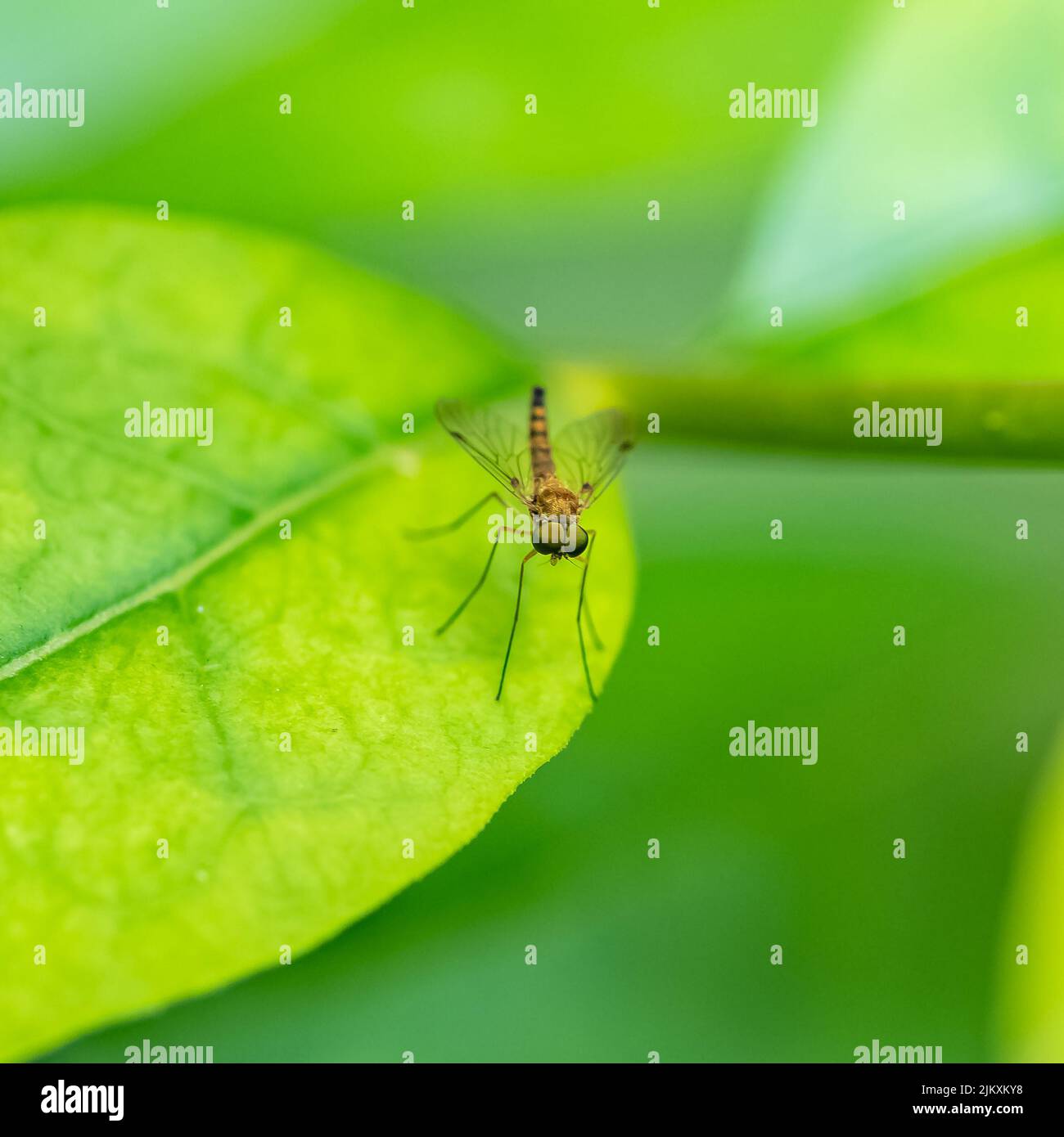 marsh snipe fly, Rhagio tringarius, a fly standing on a leaf Stock ...