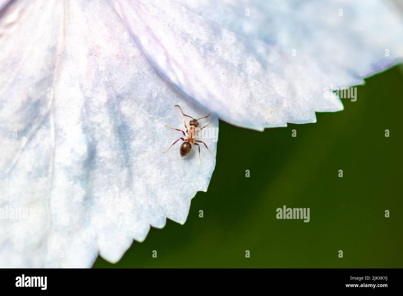 Ant, Dolichoderus quadripunctatus, walking on a white flower in spring ...