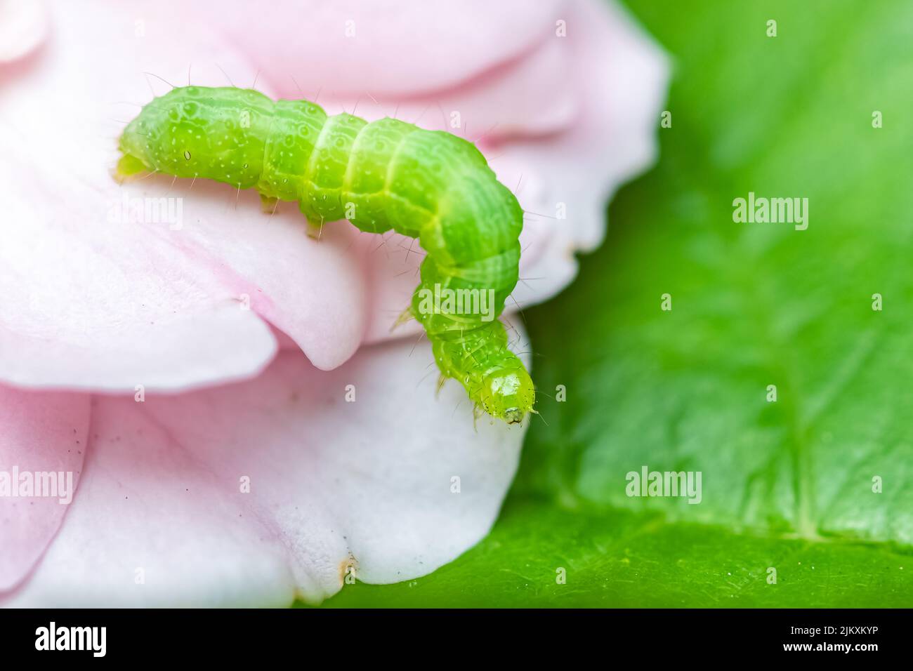 A green caterpillar on rose petals, colorful insect in the garden Stock ...