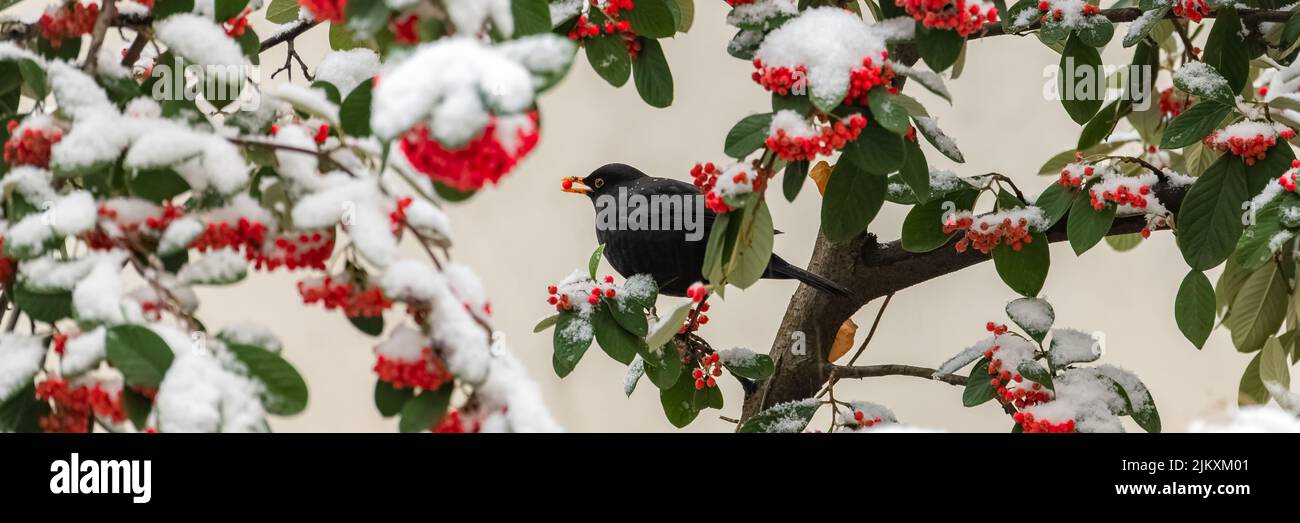 Common blackbird, Turdus merula, eating red seeds under the snow Stock ...