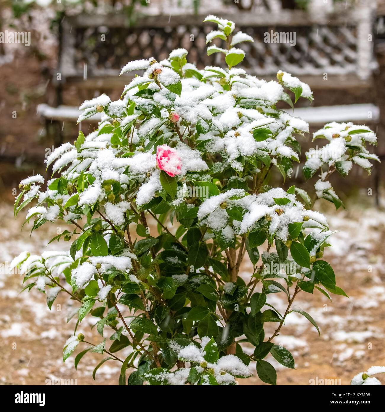 camellia under the snow in the garden, romantic landscape Stock Photo ...
