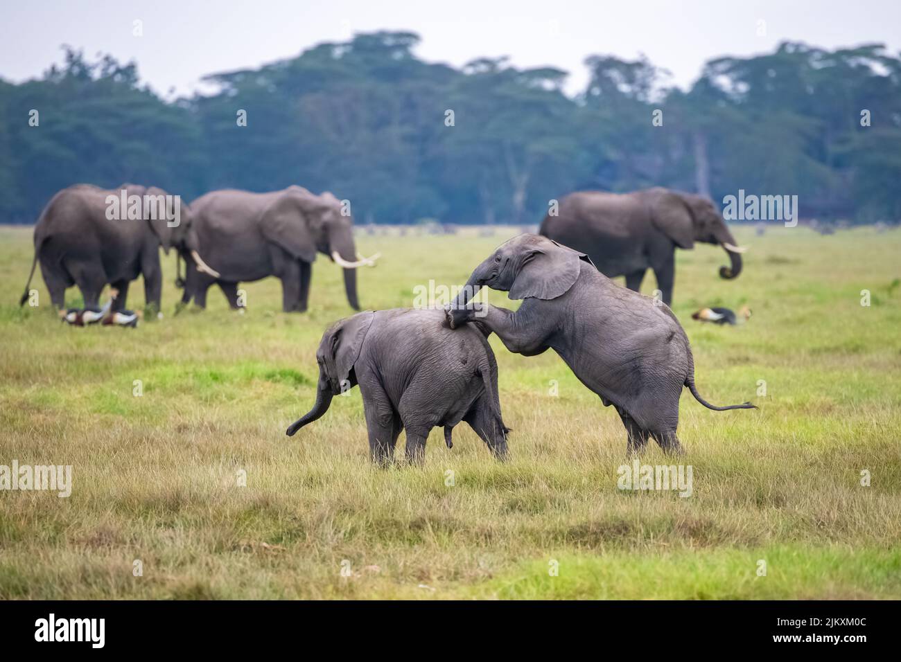 Two young elephants playing in the herd, funny animals in the Amboseli ...