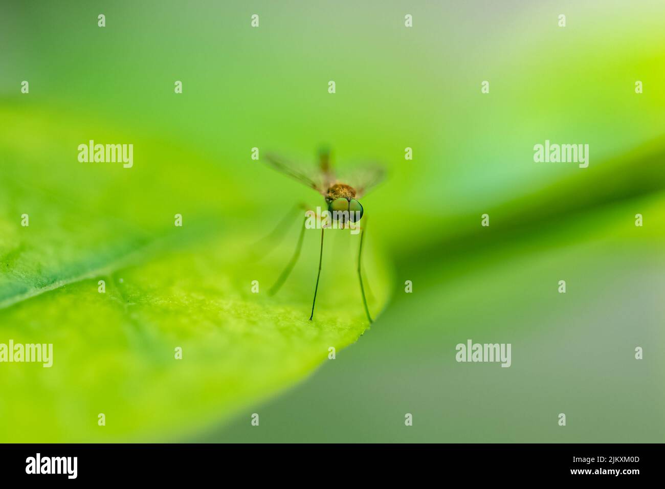 marsh snipe fly, Rhagio tringarius, a fly standing on a leaf Stock ...