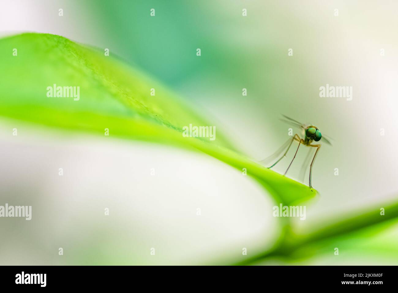 marsh snipe fly, Rhagio tringarius, a fly standing on a leaf Stock ...