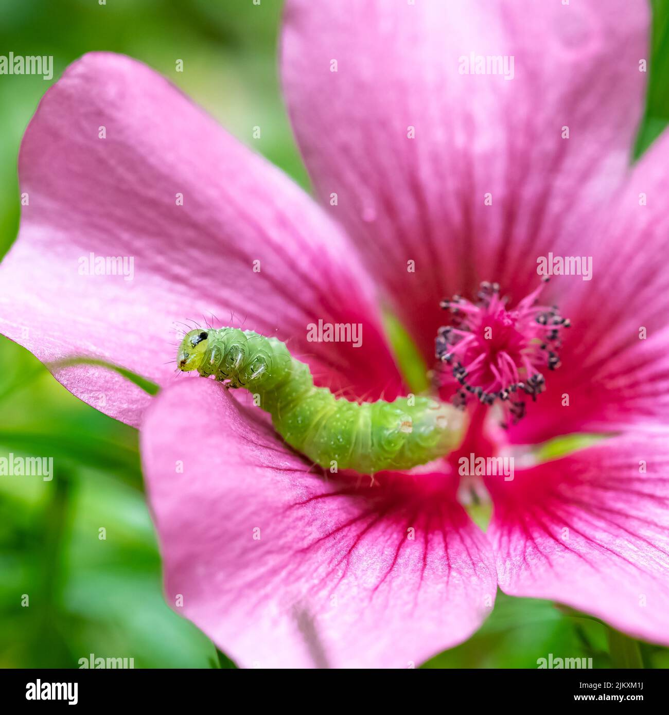A green caterpillar eating a pink flower, colorful insect in the garden ...
