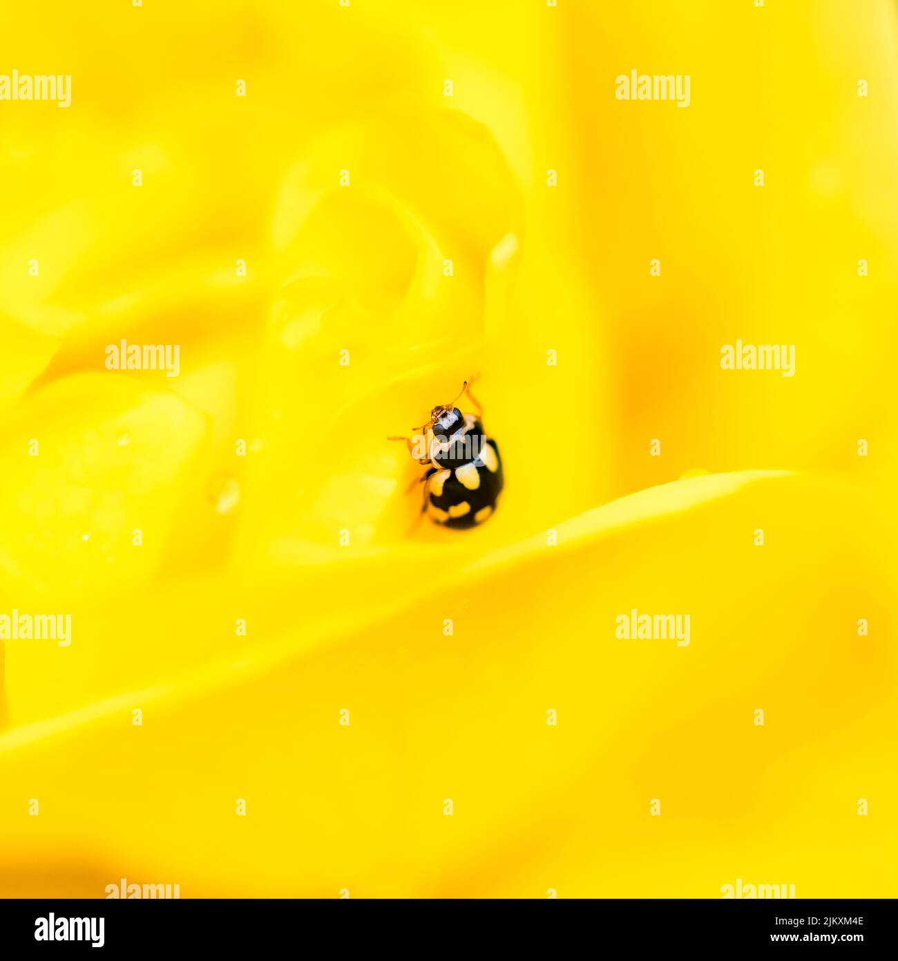 Small lady beetle, Propylea quatuordecimpunctata, black and yellow ...