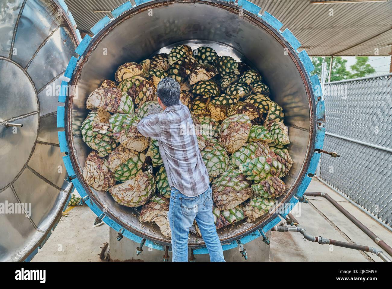 Man piling agave in oven ready to steam it Stock Photo - Alamy
