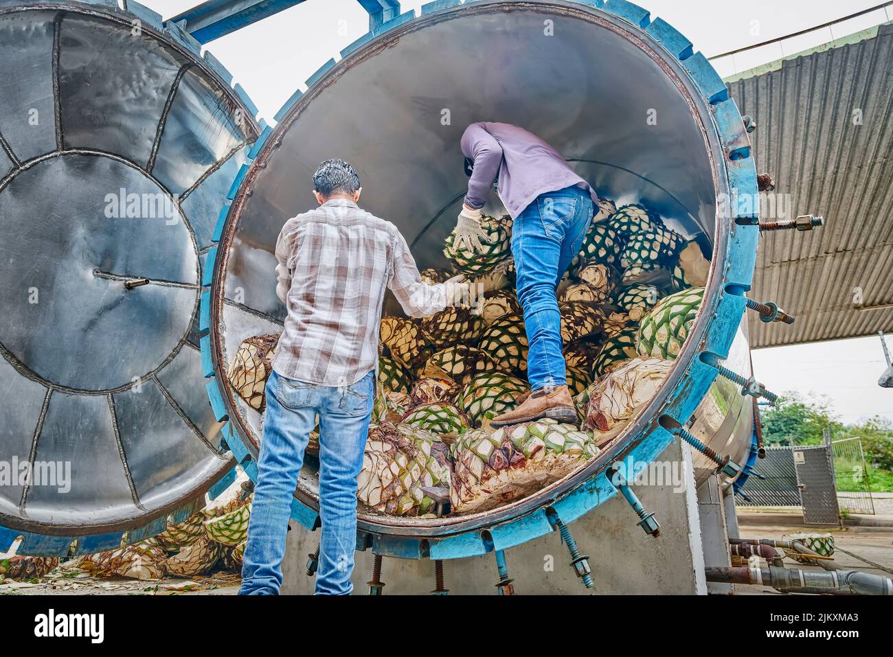 Man piling agave in oven ready to steam it Stock Photo - Alamy