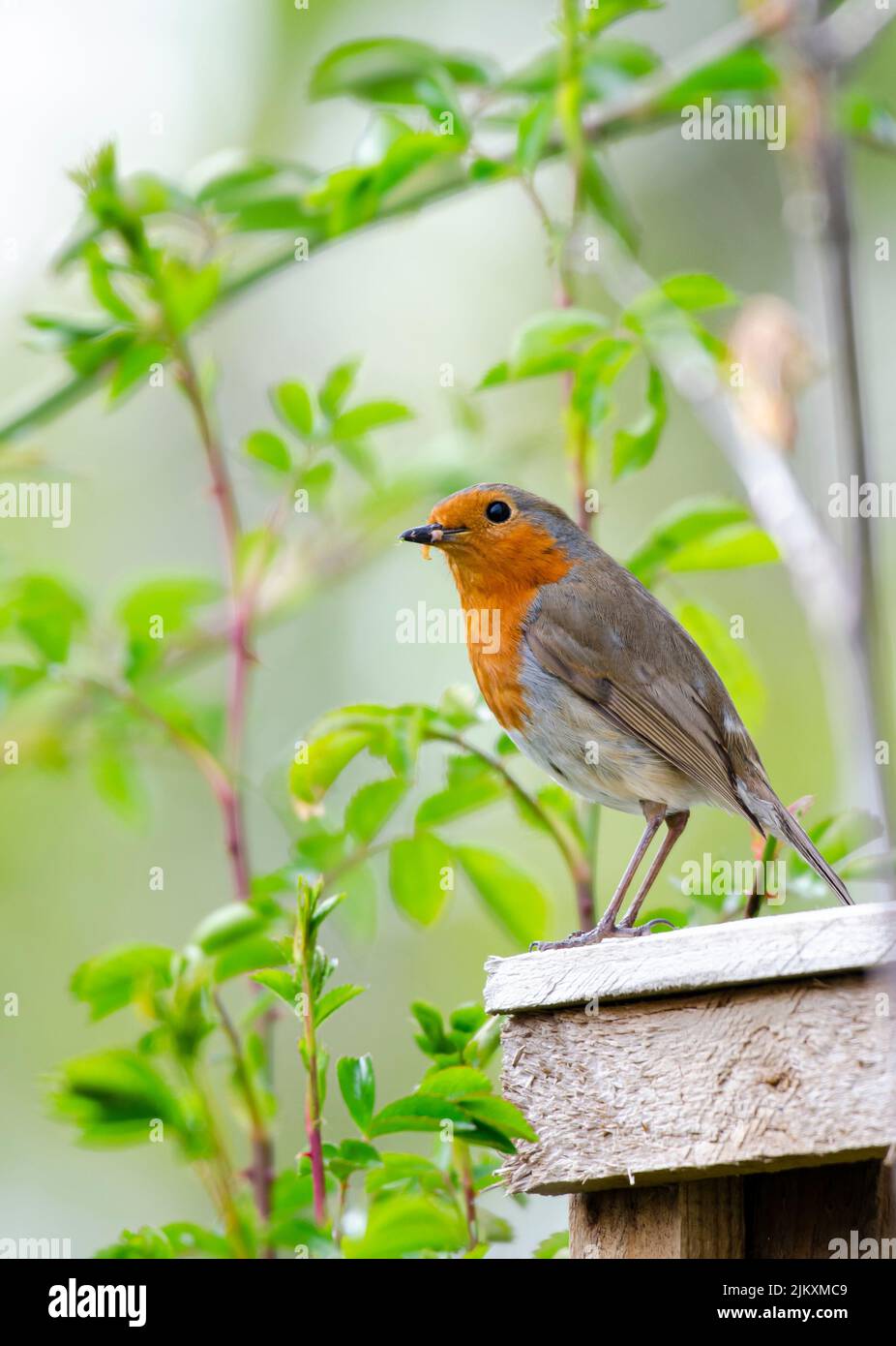 Robin caterpillar hi-res stock photography and images - Alamy