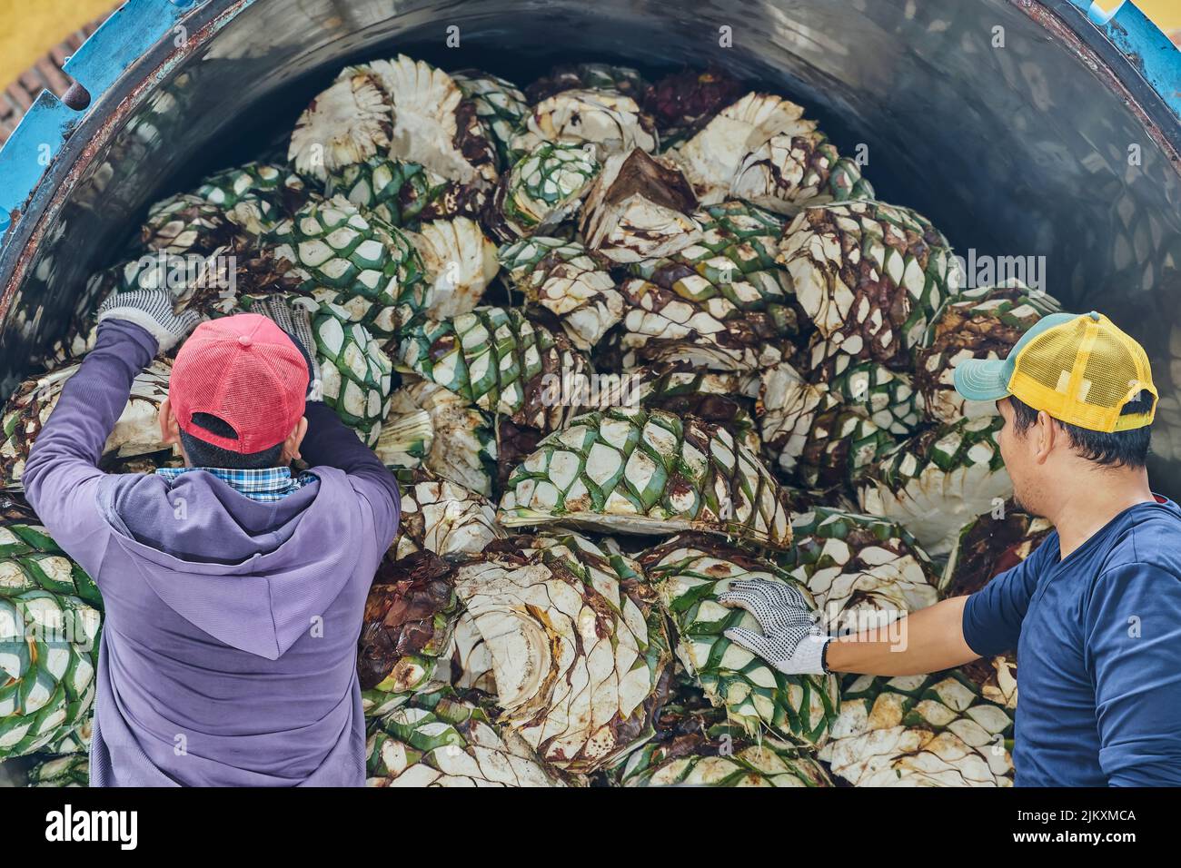 Man piling agave in oven ready to steam it Stock Photo - Alamy