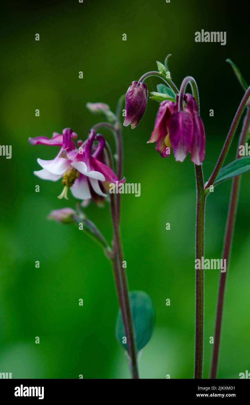 The Aquilegia plant flowering in the Spring with purple and white bell ...