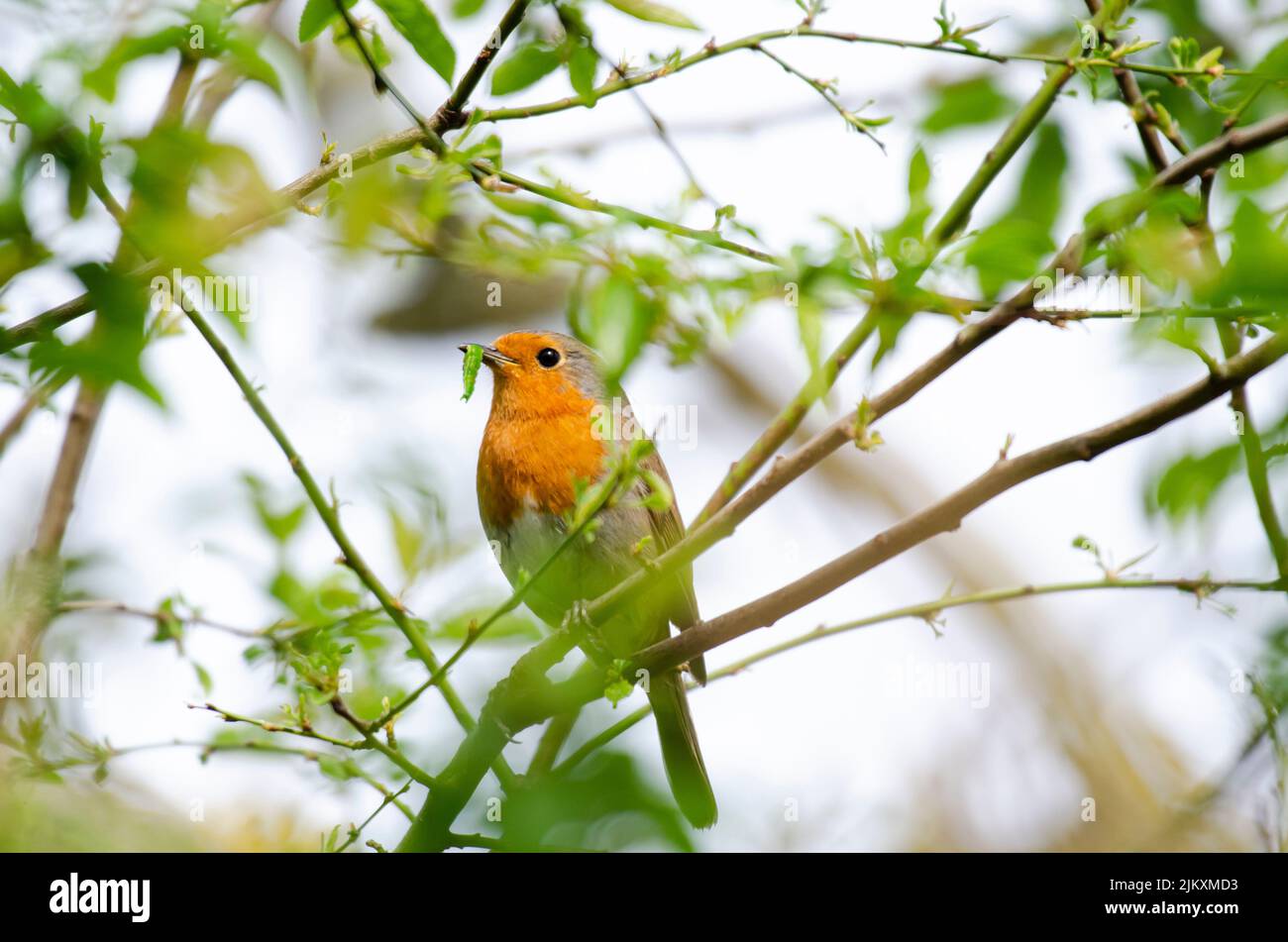 A European Robin carrying food to its chicks in the springtime Stock ...