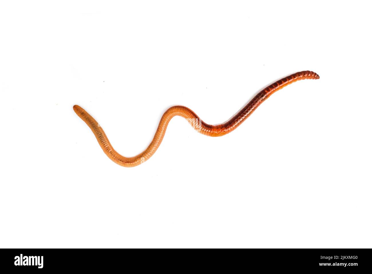 A brown earthworm isolated on a white background Stock Photo - Alamy