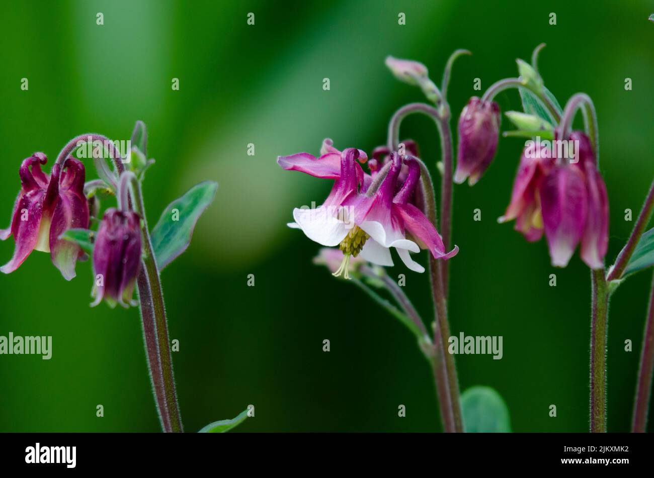 Aquilegia plant in bloom with purple and white flowers Stock Photo - Alamy