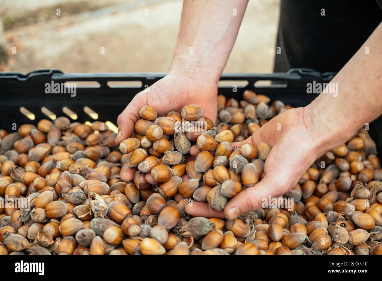 English cobnuts type of hazeluts nuts harvesting with hands Stock Photo ...
