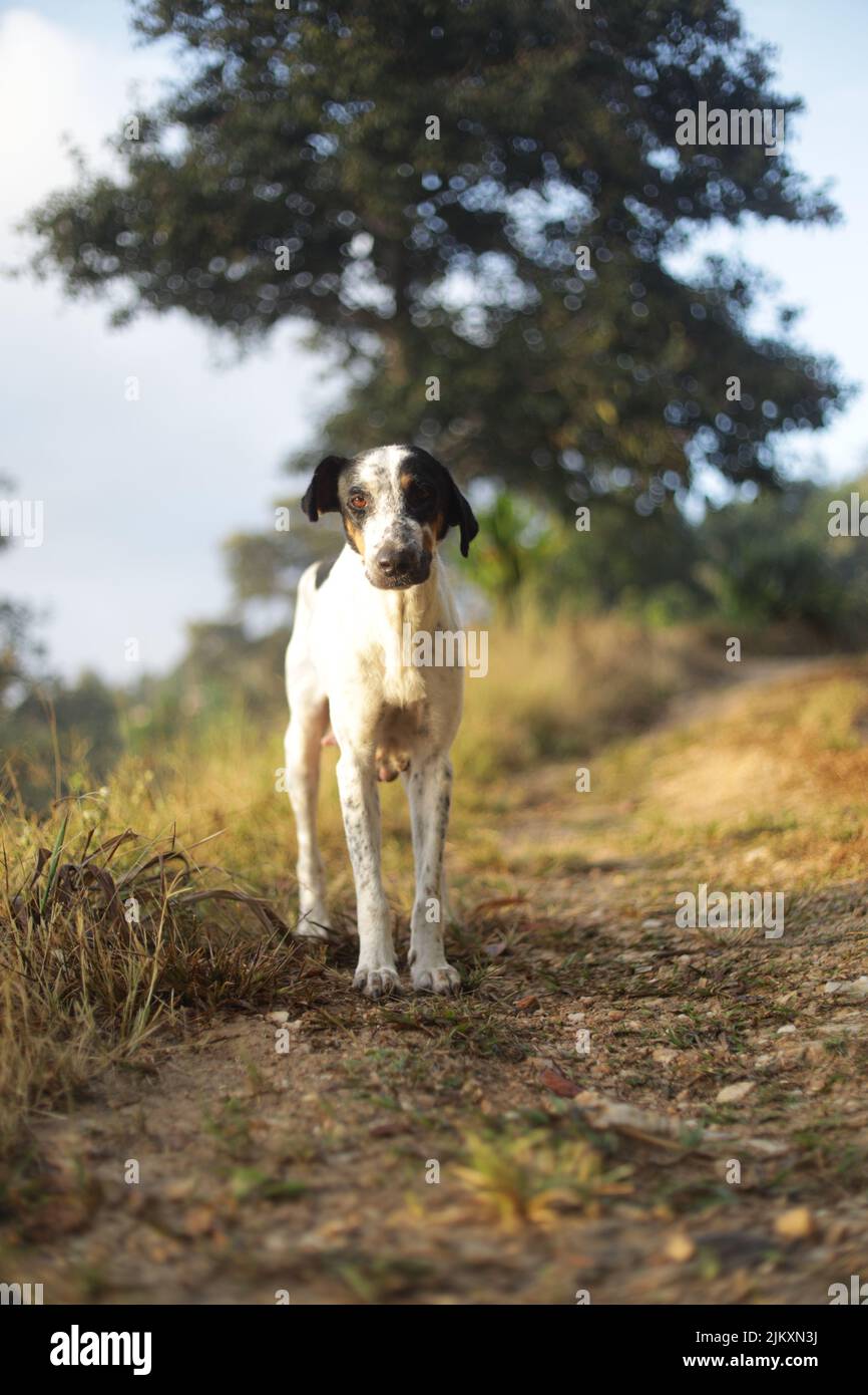 A vertical shot of a white dog with black spots in the forest, Trinidad ...