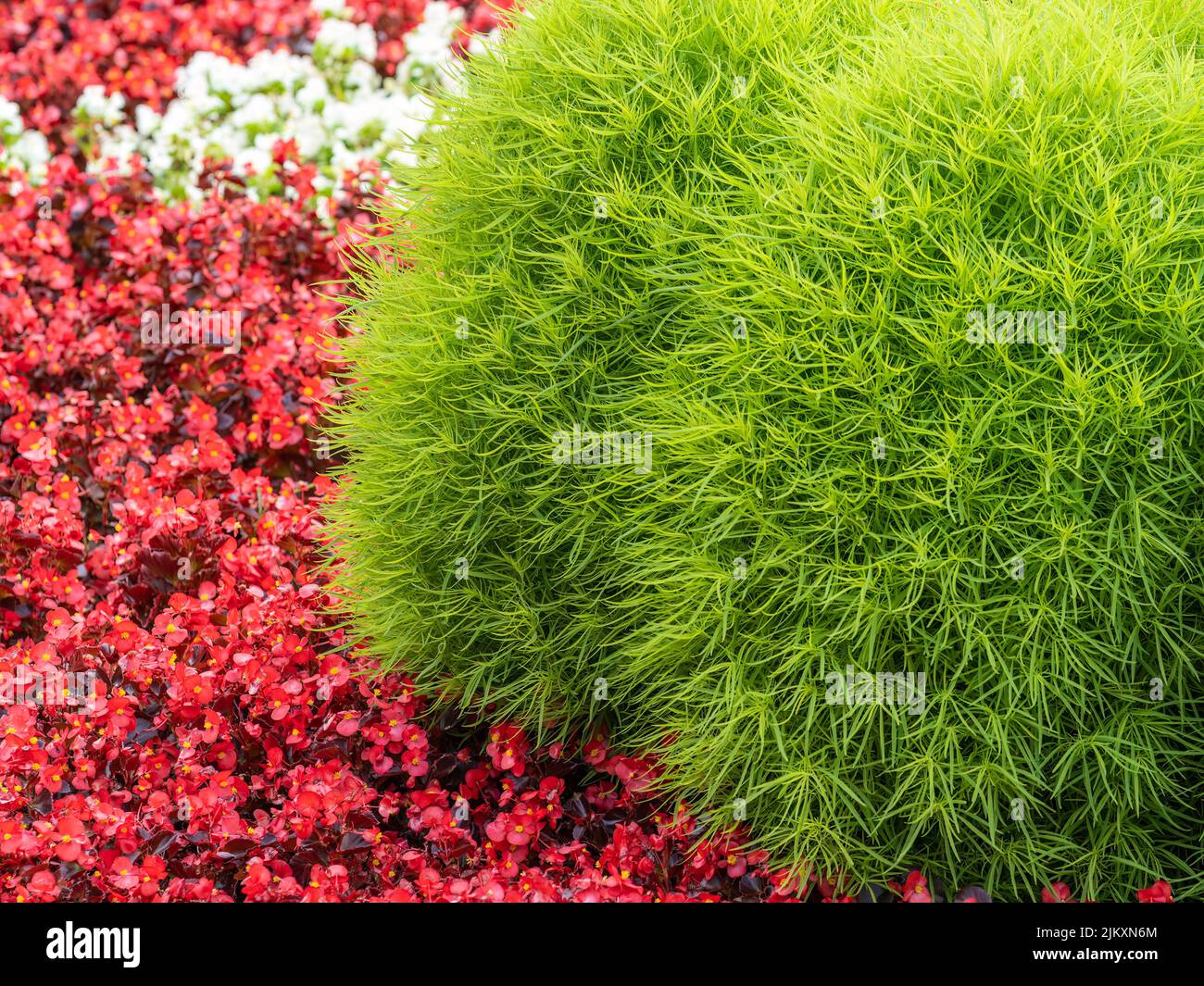 Landscape background with bright red flower beds blossoming against ...