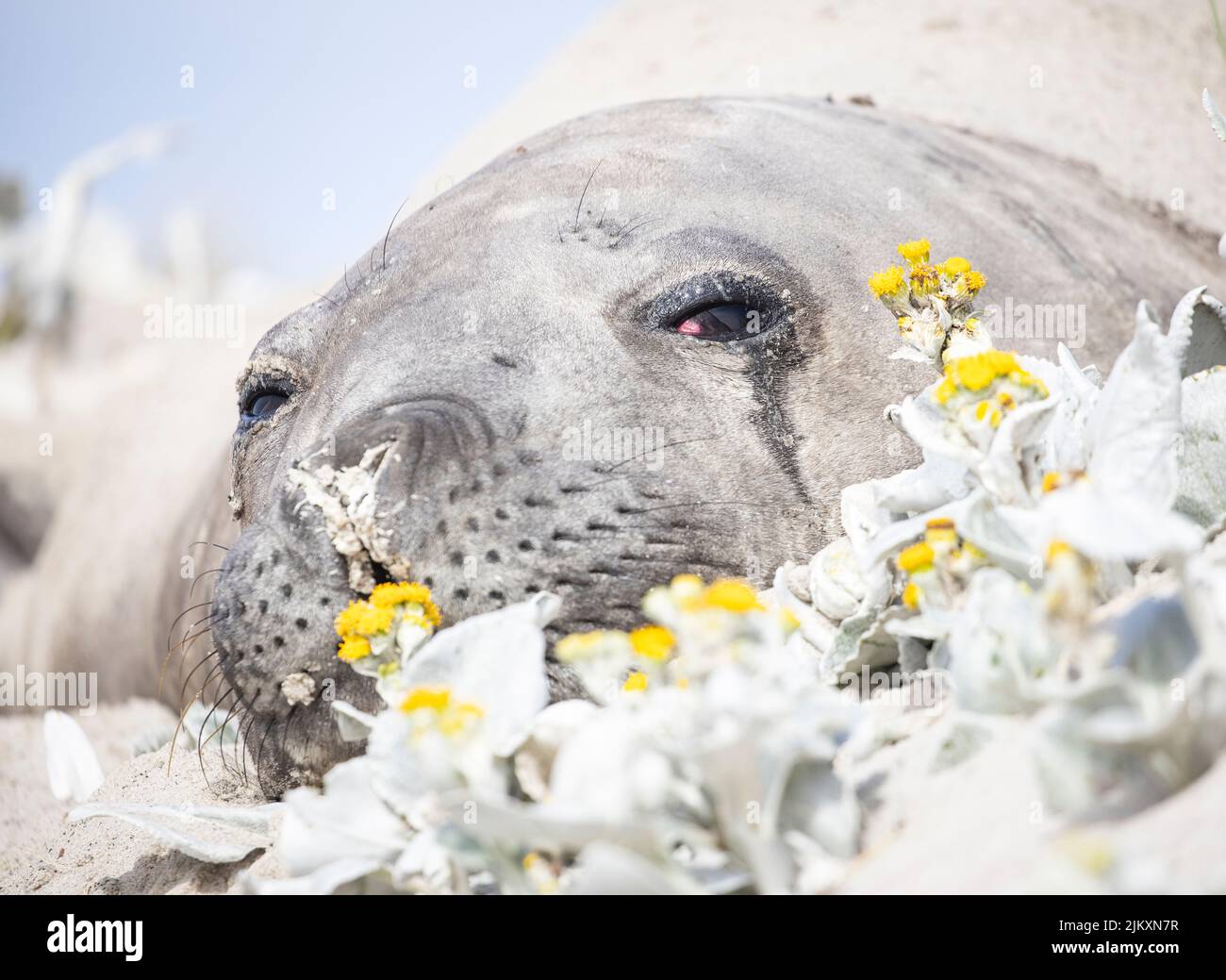 The southern elephant seal (Mirounga leonina) is the largest of the ...
