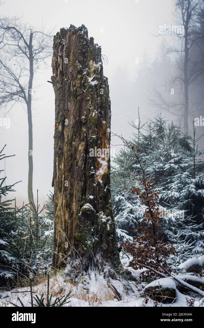 Dead tree covered with snow hi-res stock photography and images - Alamy