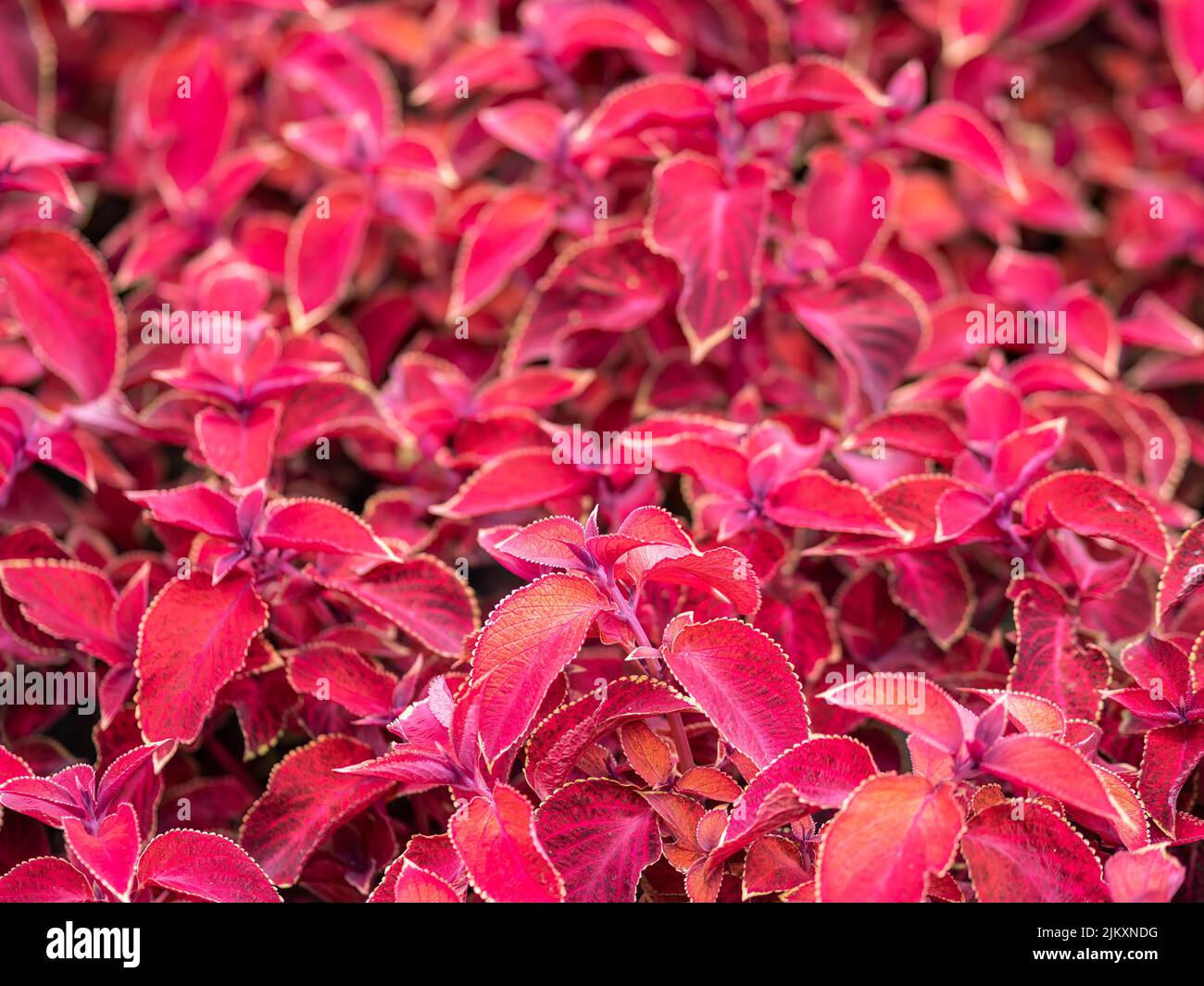 Red leaf foliage background - ornamental redhead coleus shrub. Red ...