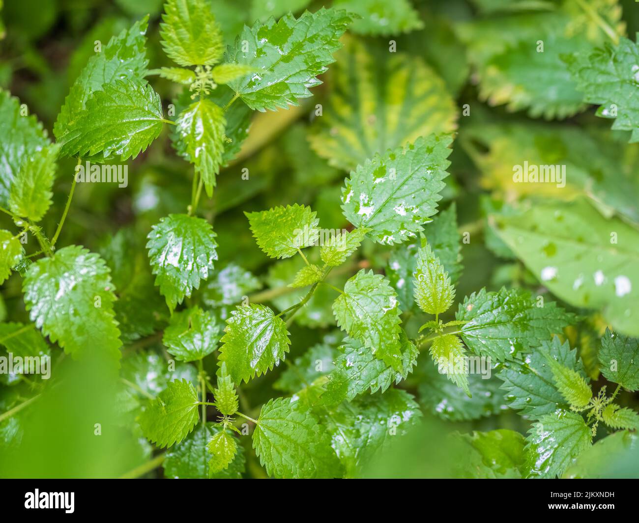 The nettle, Urtica dioica, with green leaves grows in natural thickets ...