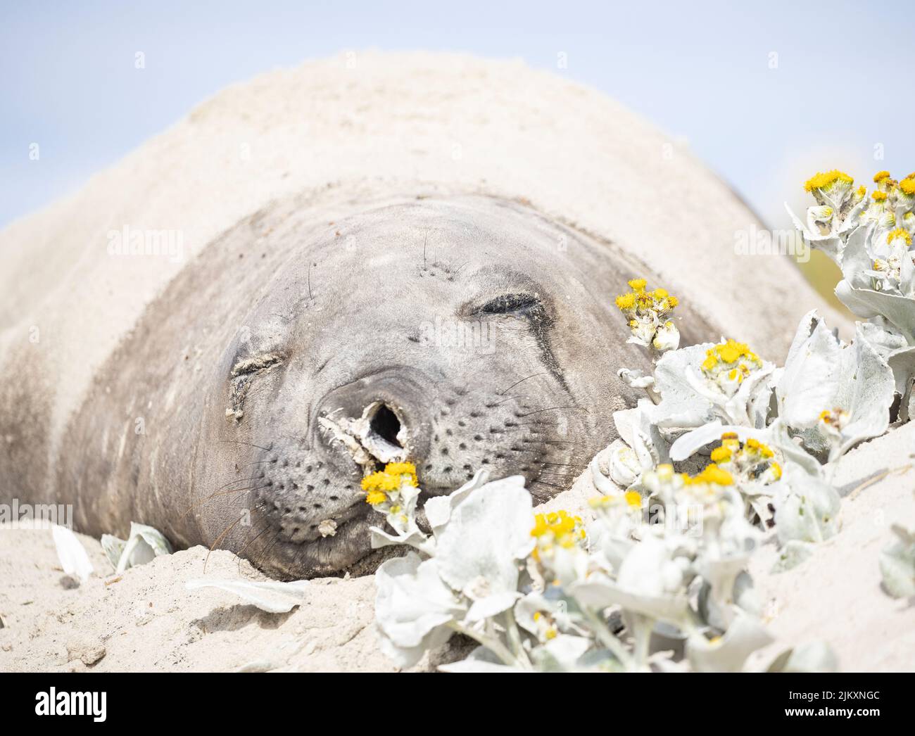 The southern elephant seal (Mirounga leonina) is the largest of the ...