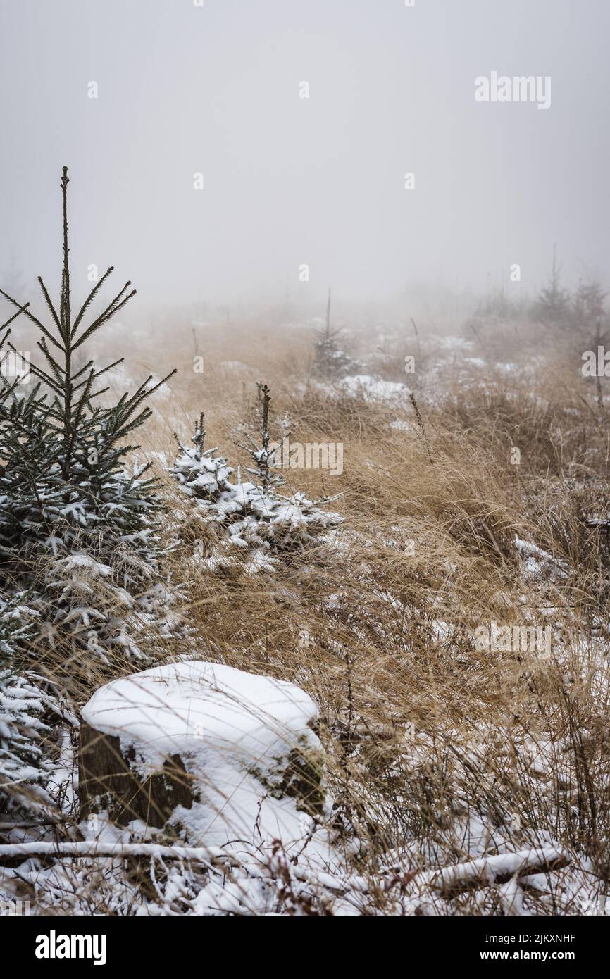 A natural scenery of a field with dry grass covered with light snow and ...