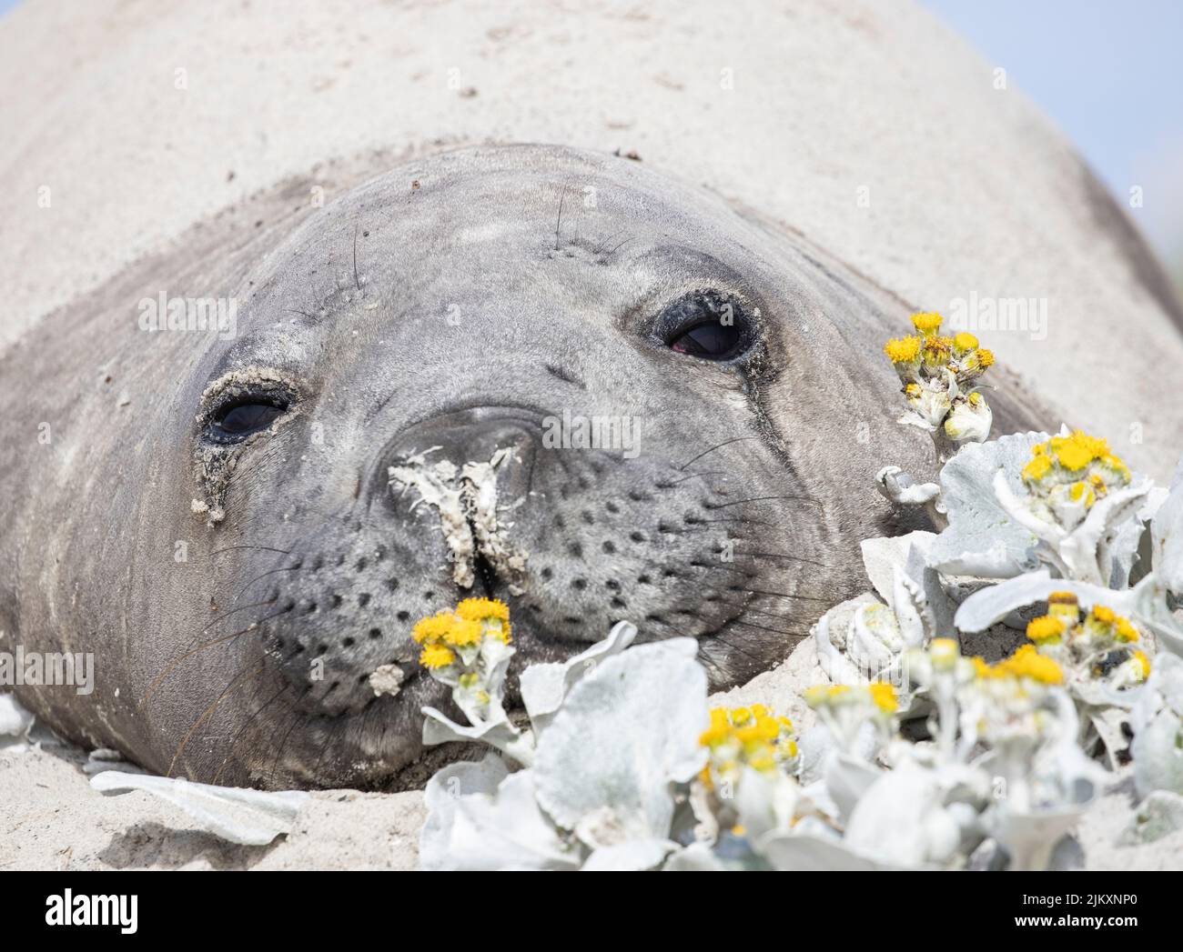 The southern elephant seal (Mirounga leonina) is the largest of the ...