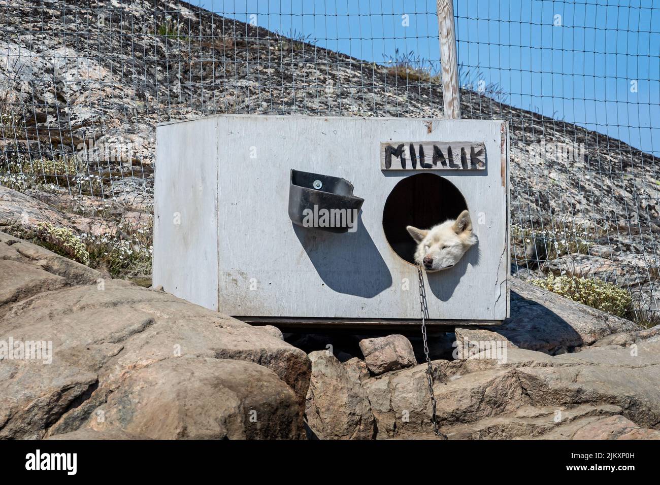 Close up of head of wild sledding dog with head through circular kennel ...