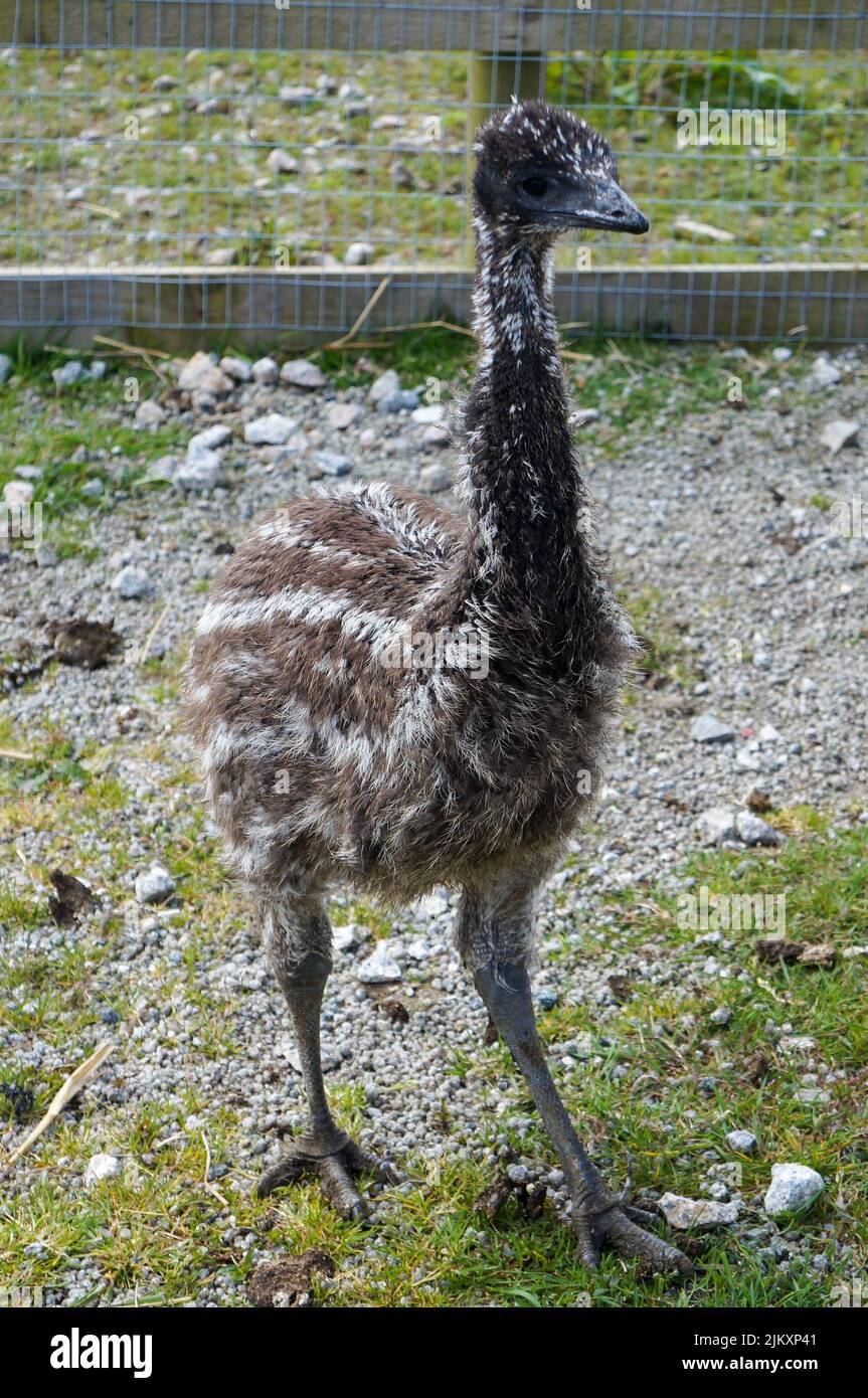 A portrait shot of an emu chick standing on a gravel path on a summer's ...