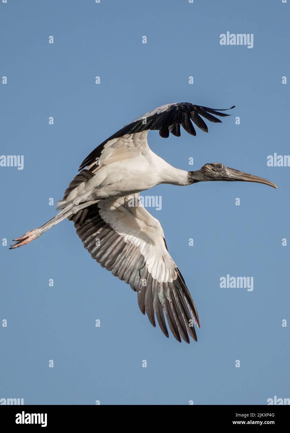 A vertical closeup of a Wood stork with open wings soaring in the blue ...