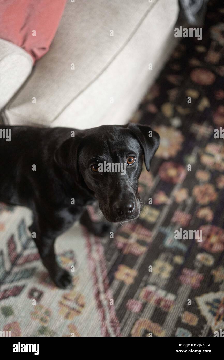 A vertical high-angle shot of a black dog staring straight into the ...